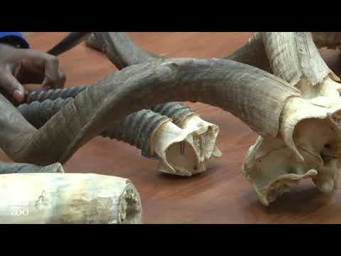 All About Horns