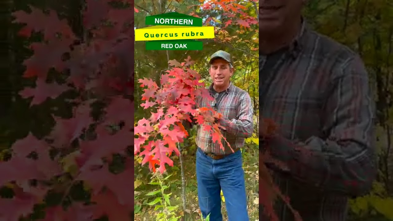 RED OAK 🍁 The Fall Color Tree Everyone Wants