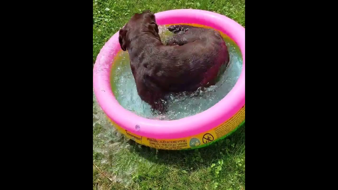 #shorts Renata Rodrigues EM bora tomar banho genteee