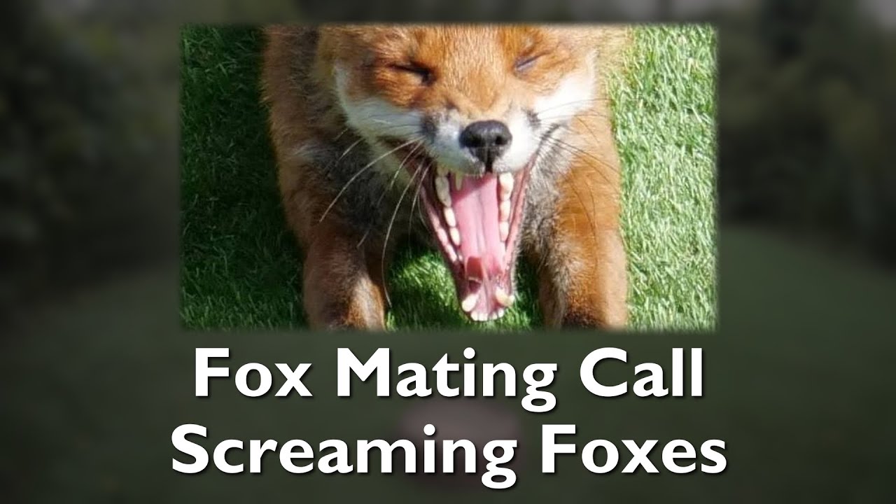 What does a fox mating call sound like?