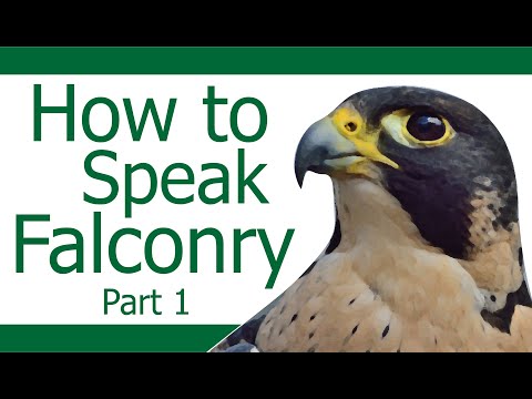How to speak like a Falconer | Part 1