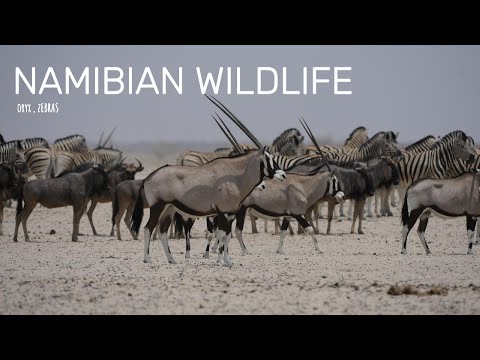 Do you know the National Animal of Namibia?