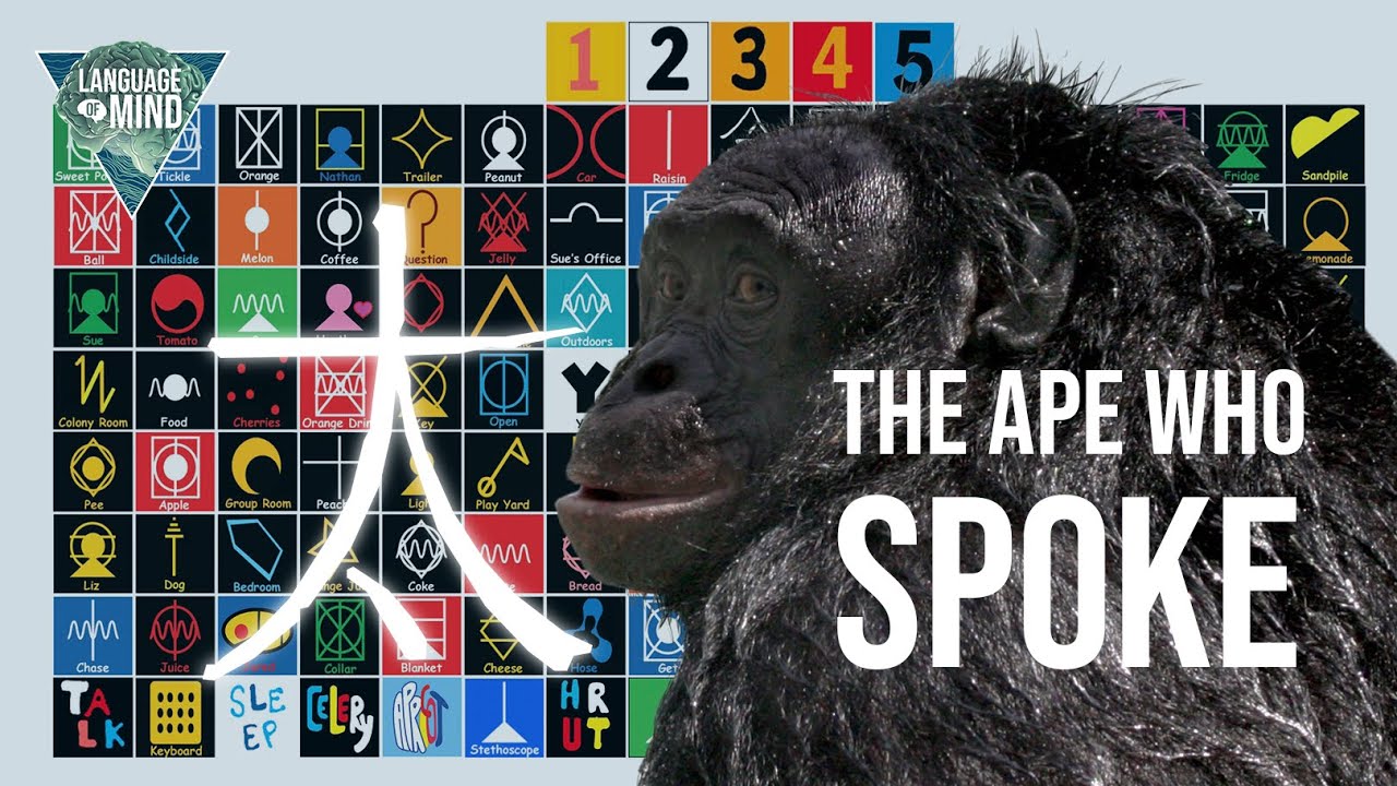 Kanzi - The smartest ape that ever lived