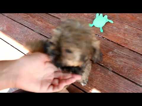 Shorkie Puppy For Sale