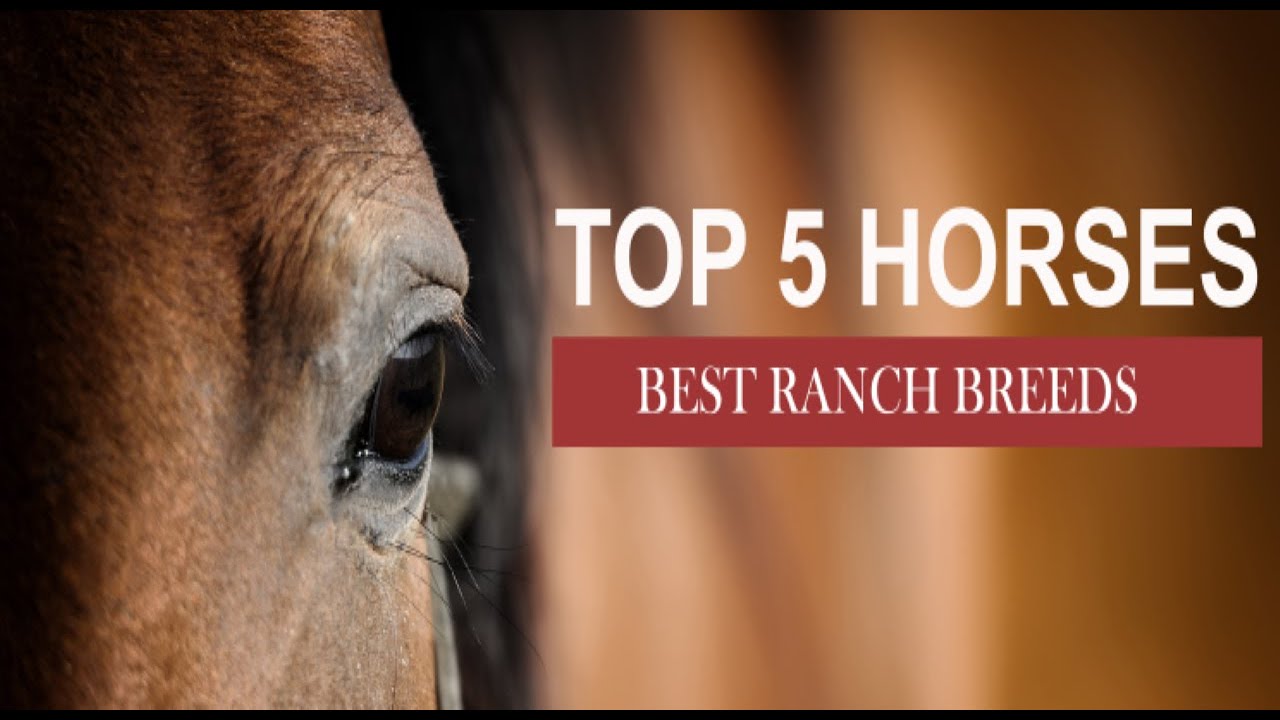 Top 5 RANCH HORSES!