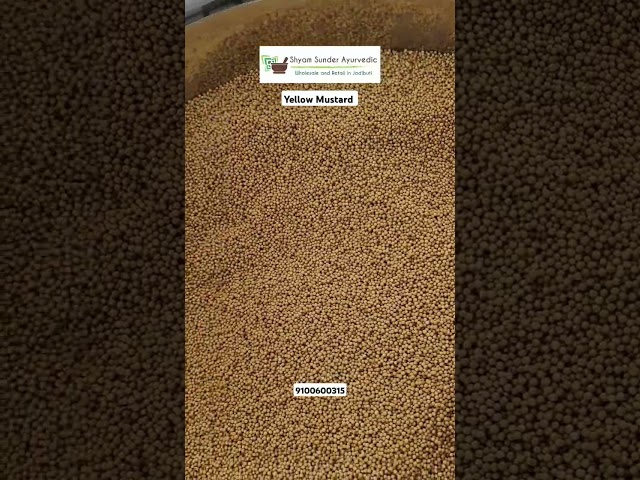 Sesame Seeds - Natural Kanghi Ka Beej Trader - Wholesaler / Distributor ...
