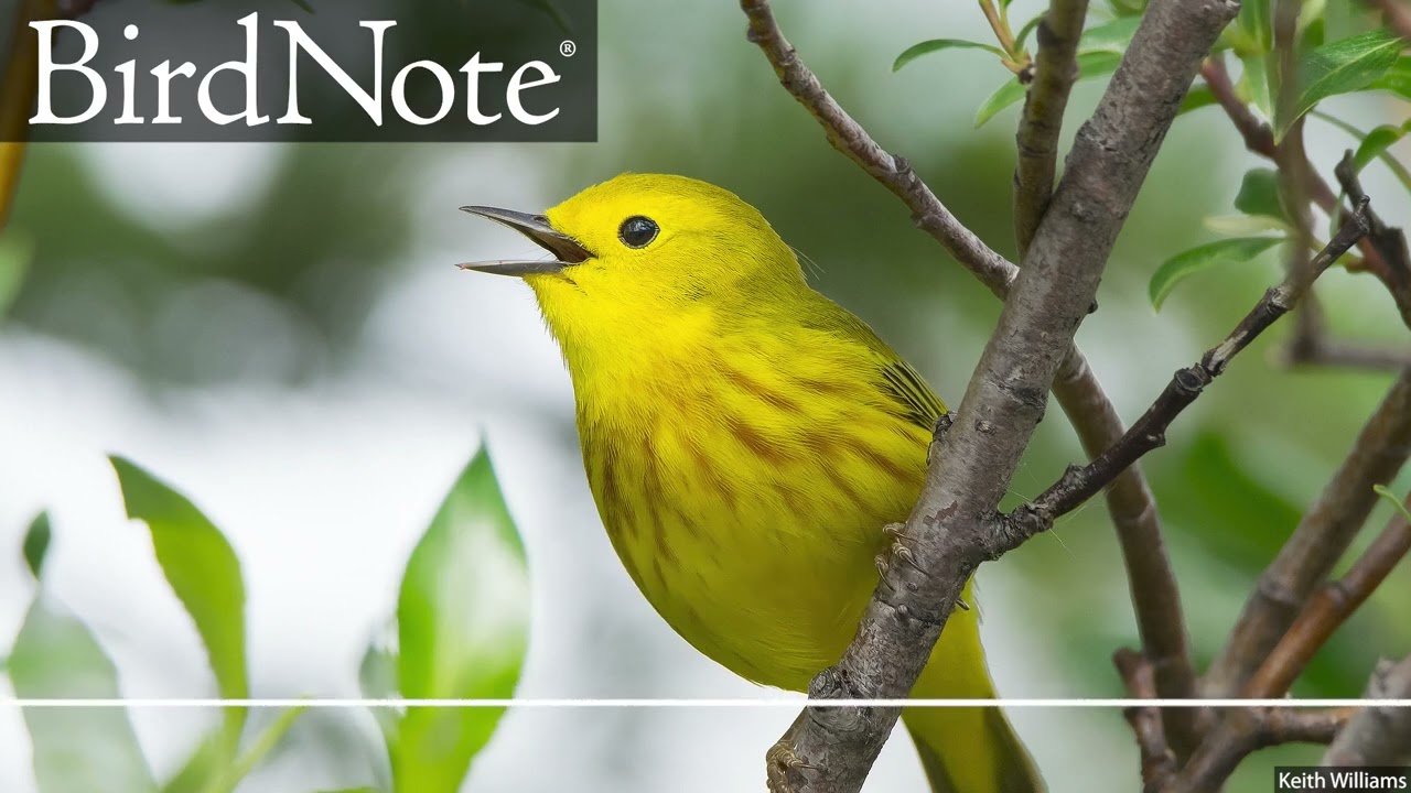 Yellow Warblers in a Changing World