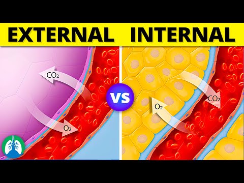 Internal vs. External Respiration | Simple Explanation