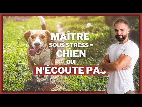 Maître sous stress = chien qui n'écoute pas !