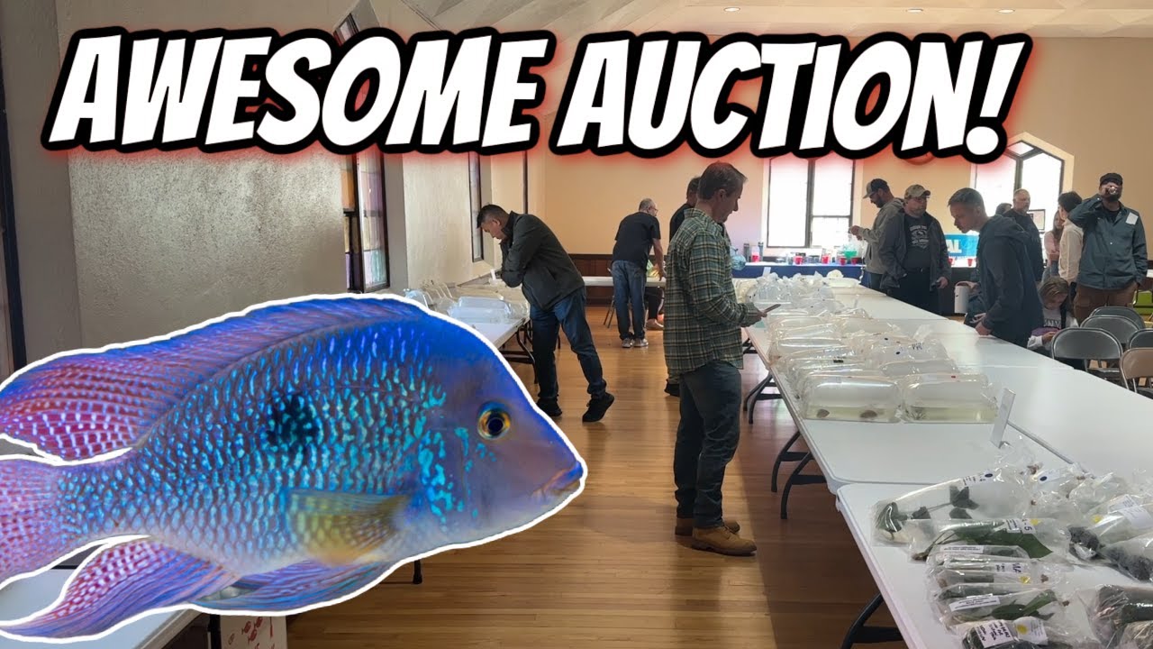 I Found Some Amazing Fish at the Southeastern Michigan Aquarium Society Auction!
