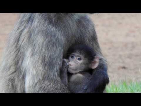 Stop Killing Baboons! - GlobalGiving