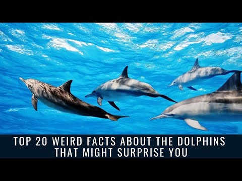 Top 20 Weird Facts About The Dolphins That Might Surprise You