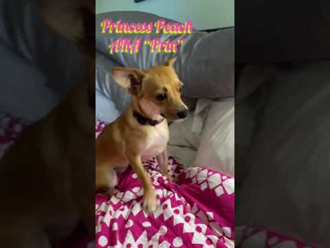 Princess Peach AKA "Prin" - RARE Adoptable - Available for Adoption