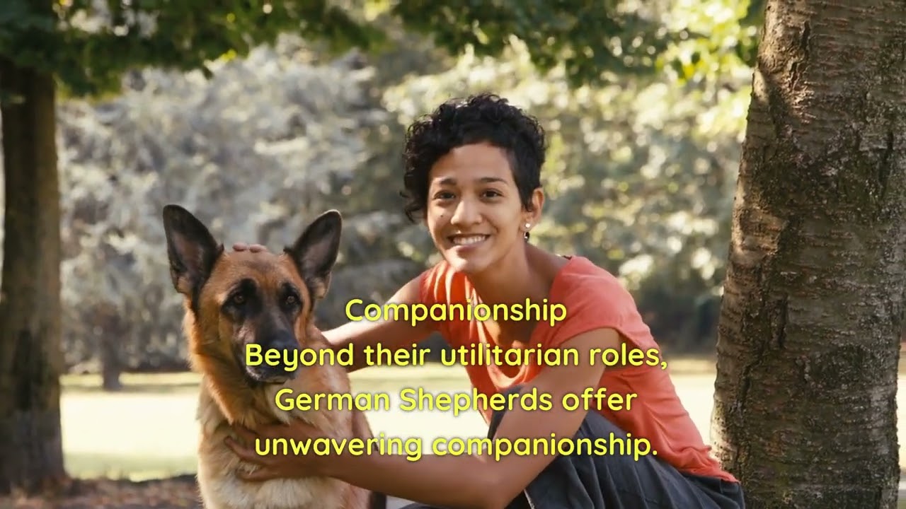 German Shepherds: Loyal and Intelligent Companions