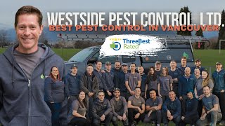 3 Best Pest Control in Vancouver, BC - Expert Recommendations