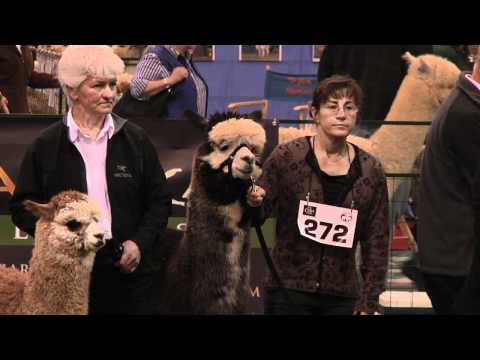 Caba Classic | Kris Woods