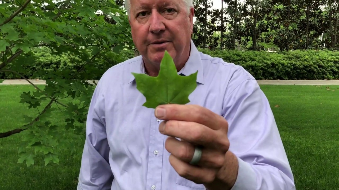 In the Garden with Dave Forehand: Bigtooth Maple