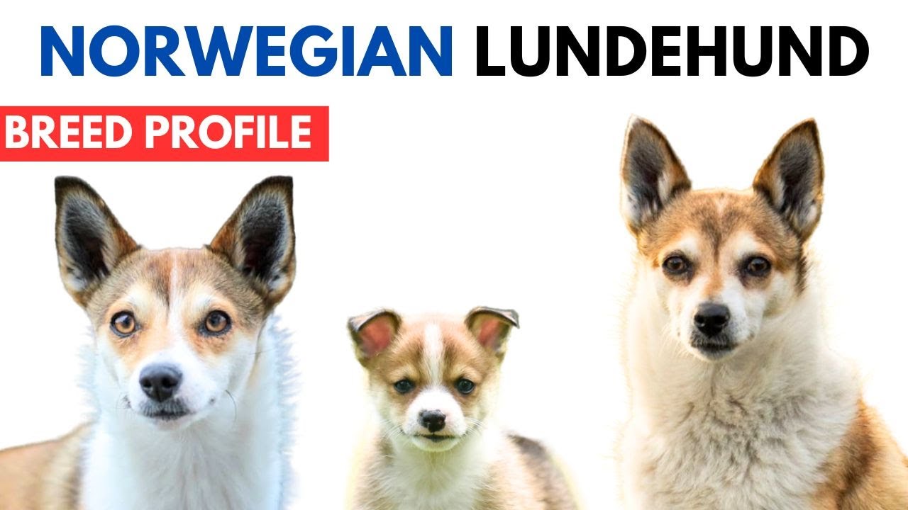 Norwegian Lundehund Breed Profile History - Price - Traits - Norwegian Lundehund Grooming Needs