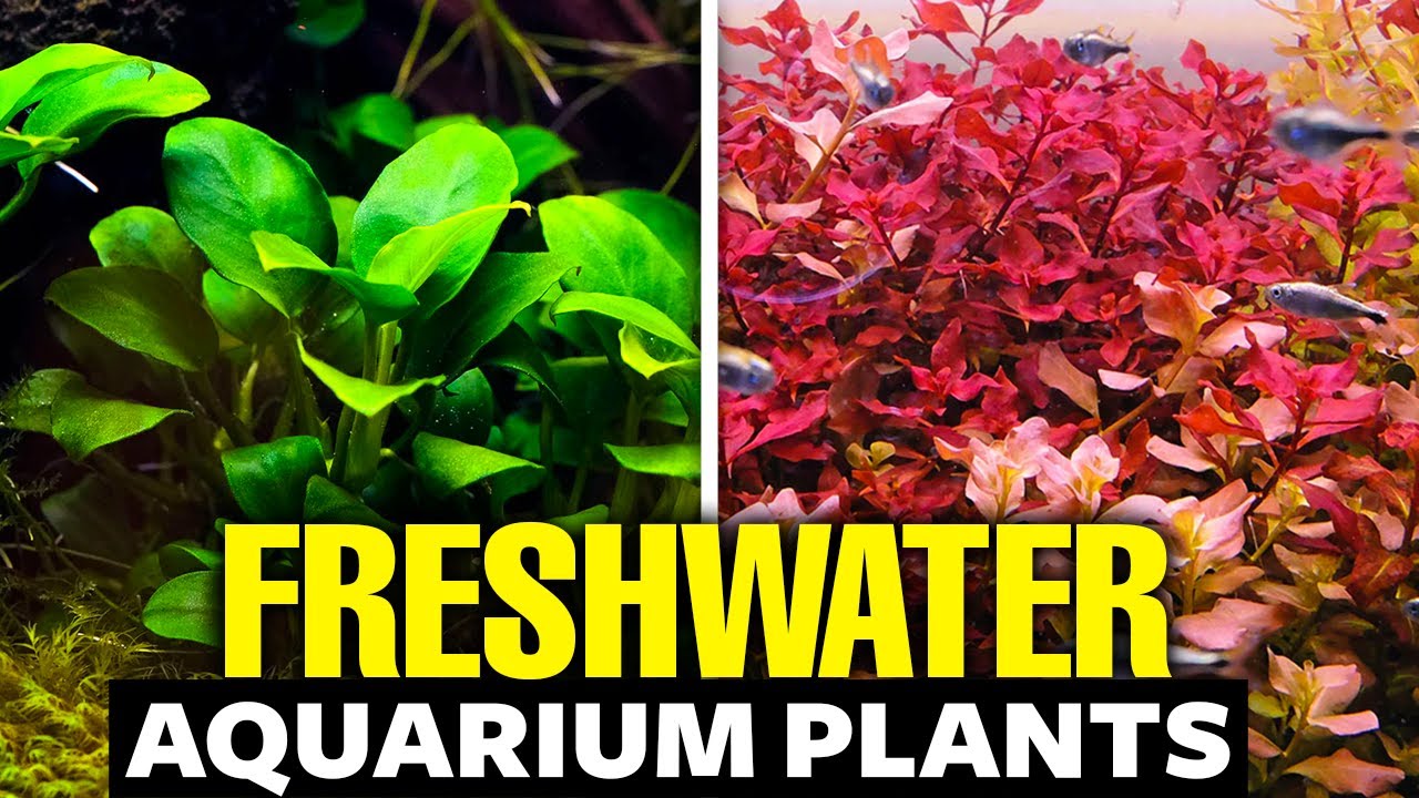30 Freshwater Aquarium Plants Worth Growing (Easy to Expert)
