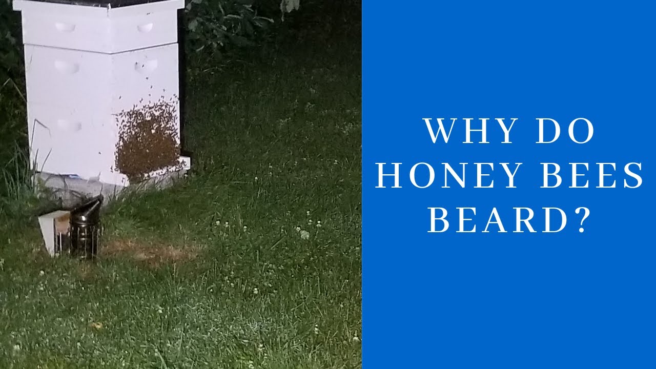 What Is Bearding? Why Do Honey Bees Beard?