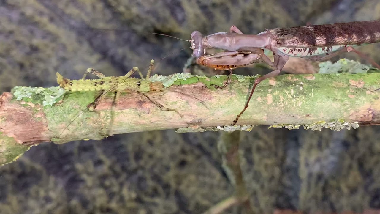 Mantis v stick insect