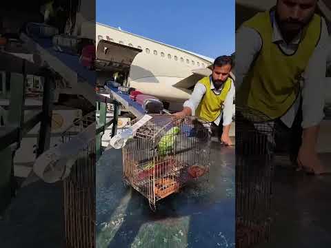 PIA Cargo