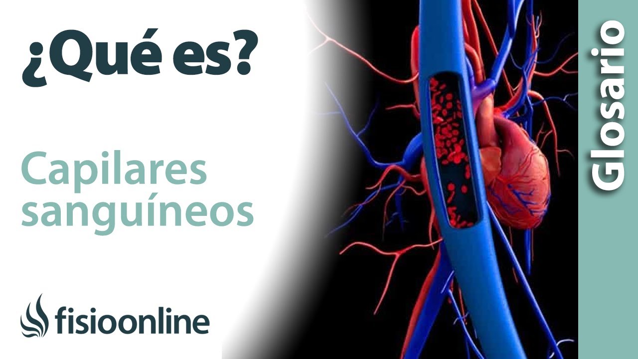 CAPILARES SANGUÍNEOS | Qué son, dónde se ubican, función y enfermedades