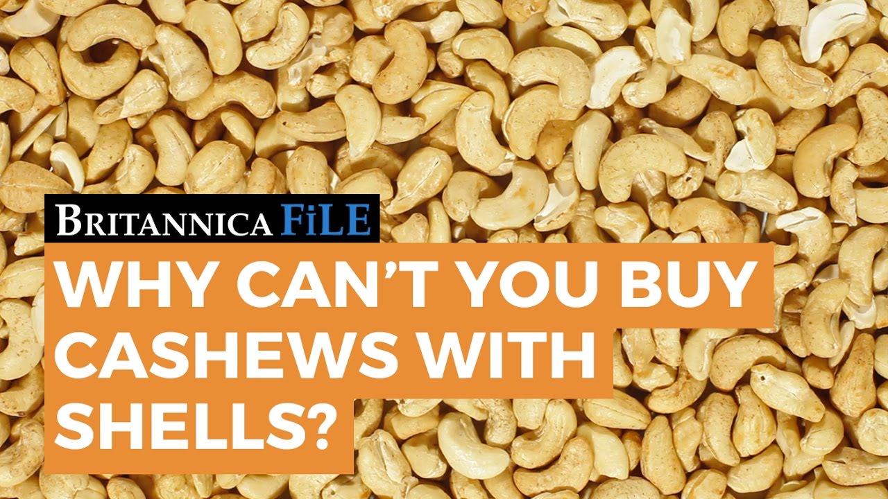 BRITANNICA FILE: Why can't you buy cashews with shells? | Encyclopaedia Britannica