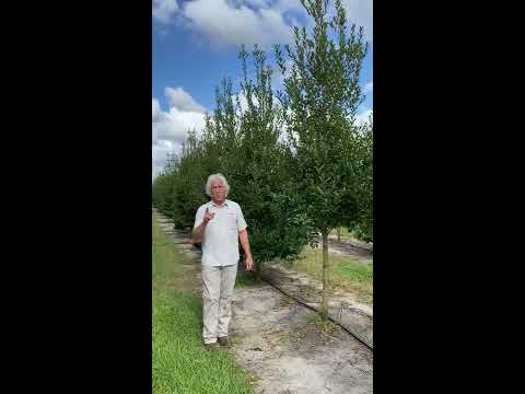 Eagelston Holly Full and Trimmed/Live Oak(Sky Climber)/The Tree Planters/Planted and Guaranteed