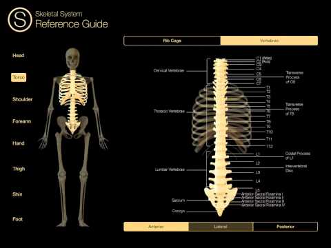 Skeletal System Reference Guide