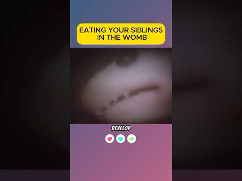 Sand Tiger Shark:😬Eating each other inside the mother's womb #shark