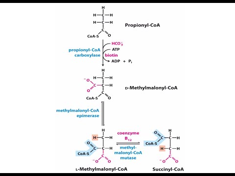 Breakdown of Propionyl CoA | Biochemistry