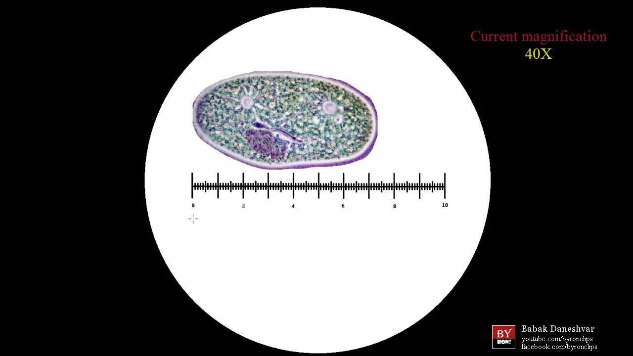 Microscope Calibration: a short tutorial [Old version]