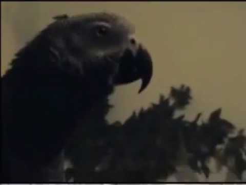66 THE African Grey! Ruby, The Swearing Parrot X Rated Parrot 1
