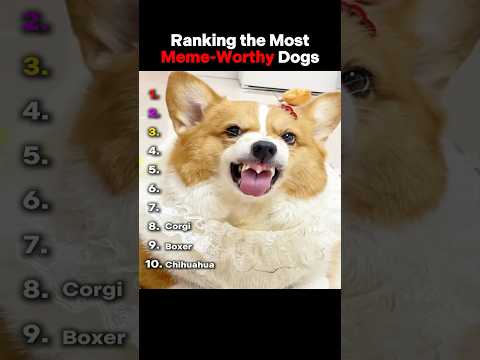 Ranking the Most Meme-Worthy Dogs #dog #funny #memes