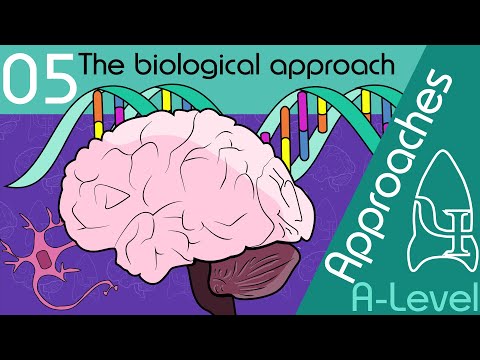 The biological approach - Approaches [A-Level Psychology]