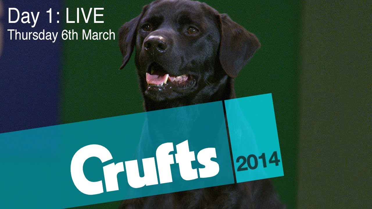 Crufts 2014 | Day 1 LIVE