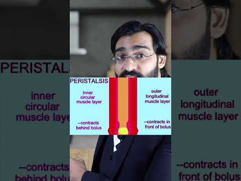 What is peristalsis?