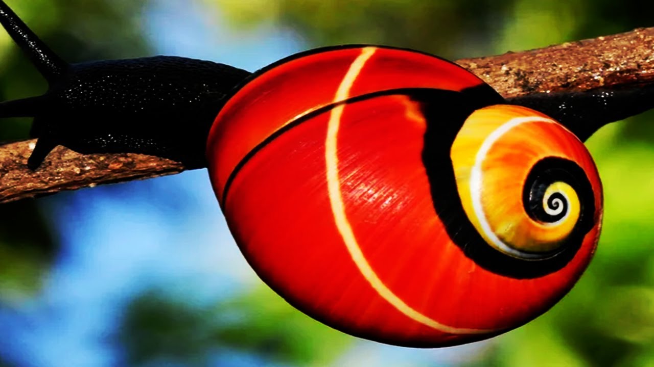 10 Most Beautiful Snails In The World