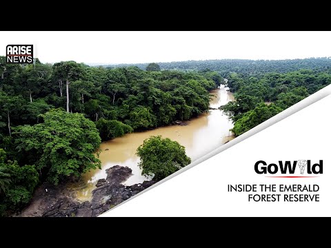 INSIDE THE EMERALD FOREST RESERVE - GO WILD