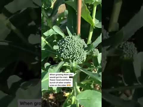I didnt know this before growing them. #broccoli #novicegardener #southernhemisphere