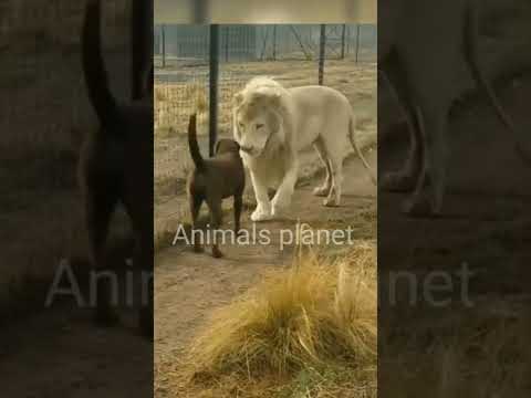 welcome to our youtube channel. we prefer animals lifestyle #creator studio#creator studio facebook