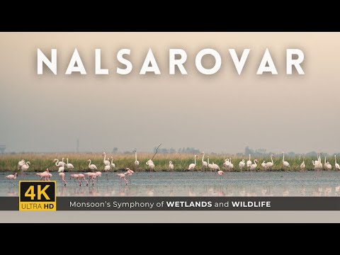 Nalsarovar - Monsoon's Symphony of WETLANDS and WILDLIFE