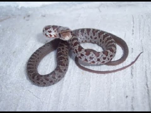 BABY SNAKE CARE(baby black racer)
