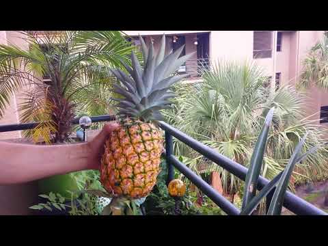 How to harvest your pineapple (Ananas Comosus) and start a new plant!