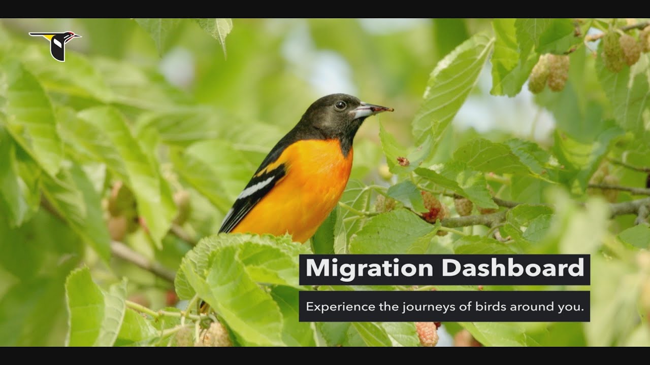 BirdCast Migration Dashboard - Try it Today!