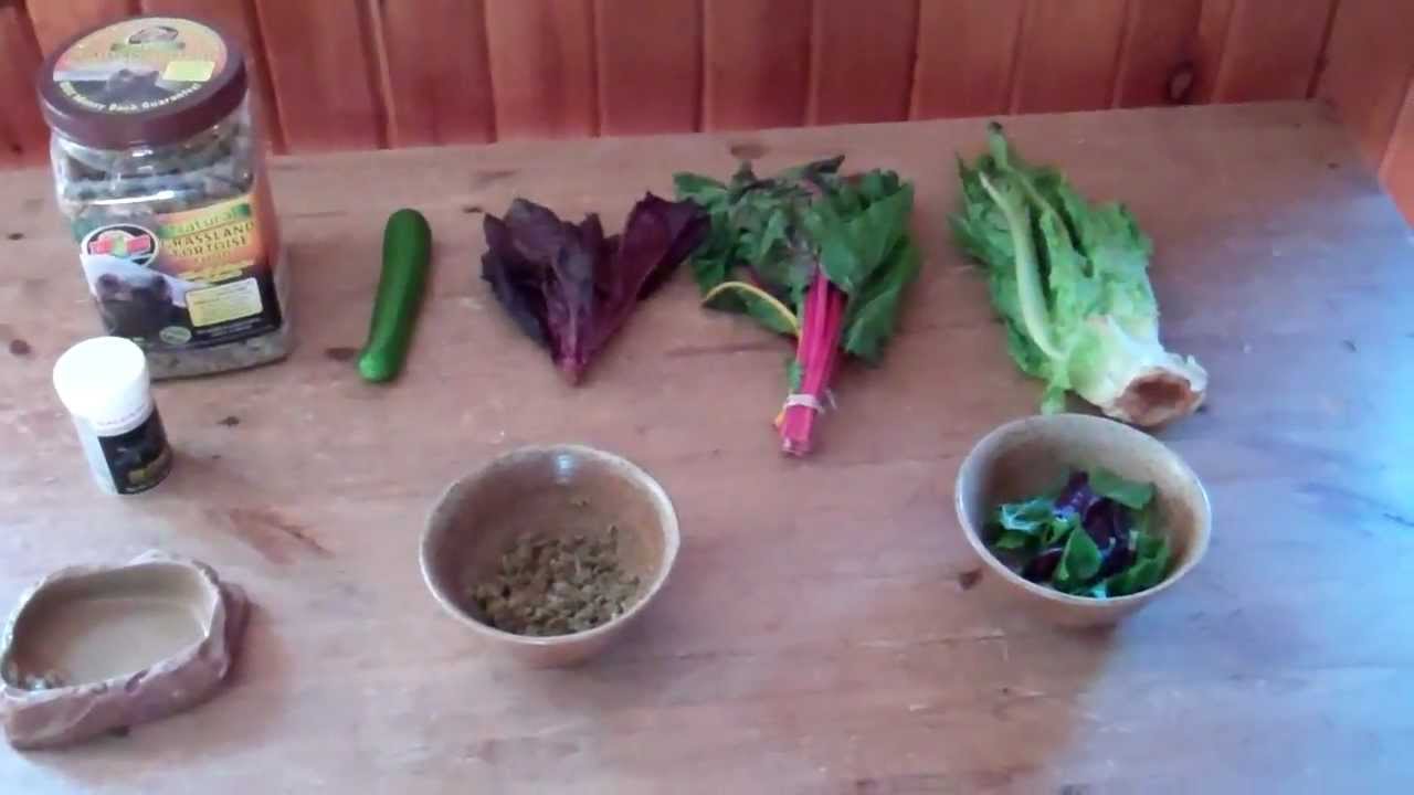 Refined Russian tortoise diet