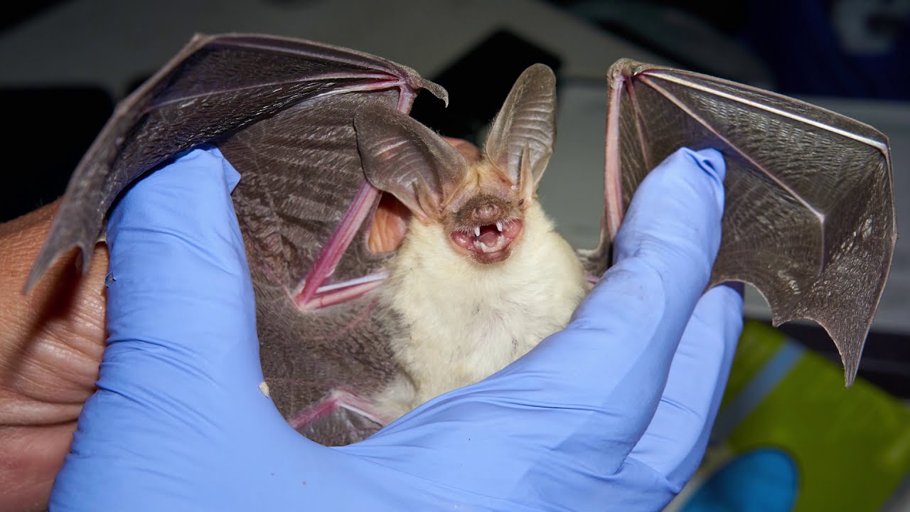 Great Basin National Park Bats