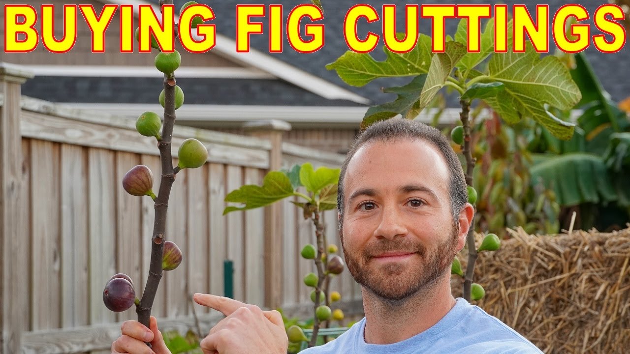 Where To Buy FIG CUTTINGS And FIG TREES: Where I Buy FIGS!