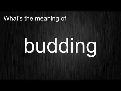 What's the meaning of "budding", How to pronounce budding?